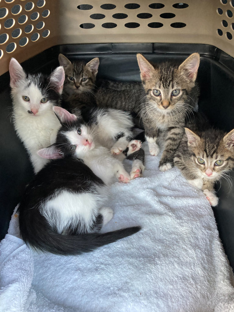Available Kitties - Feisty Felines